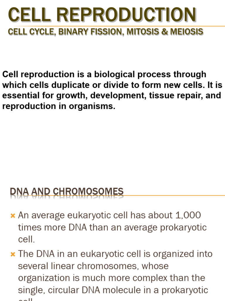 Lecture 2 -Cell Reproduction Meiois and Mitosis | PDF | Mitosis | Meiosis