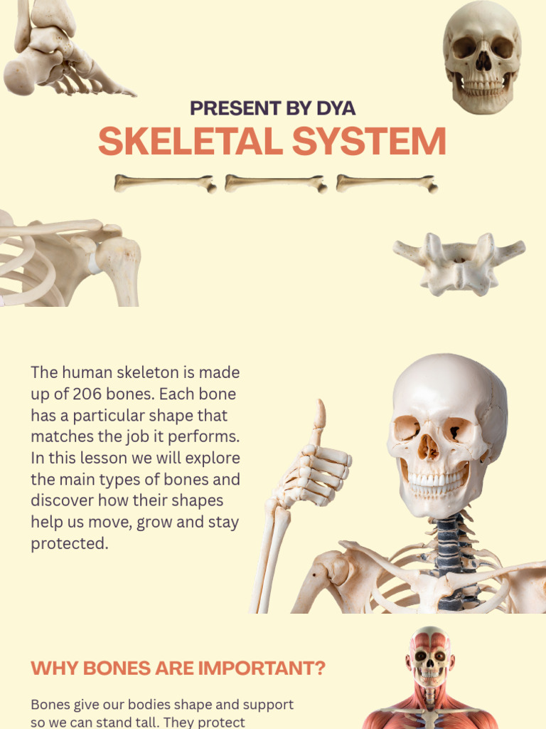 Types of Bones in The Human Body Presentation in Beige Simple Realistic ...