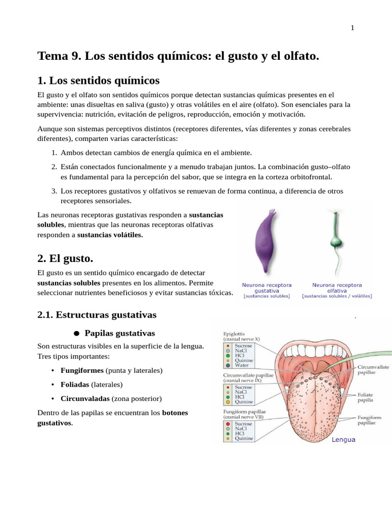 T9. La Percepción Del Gusto y Del Olfato. | PDF | Gusto | Sentidos