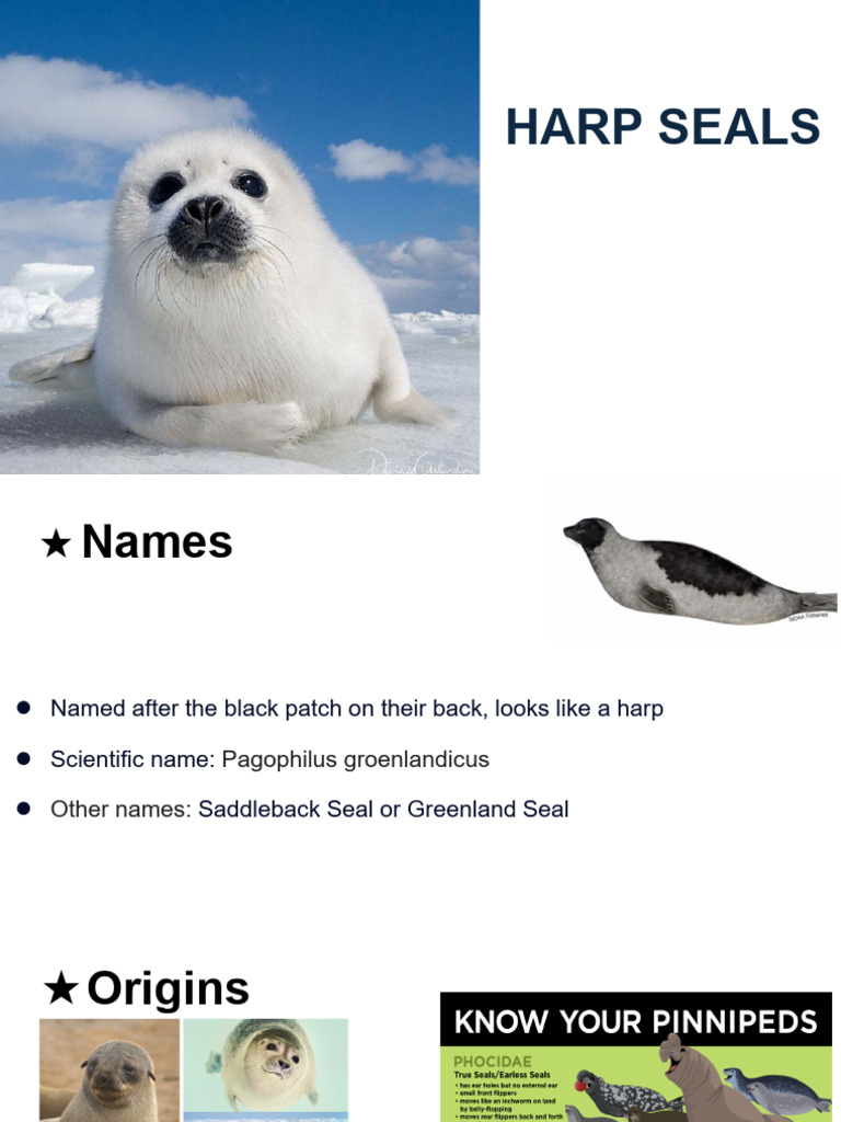Harp Seal | PDF | Pinniped | Marine Vertebrates