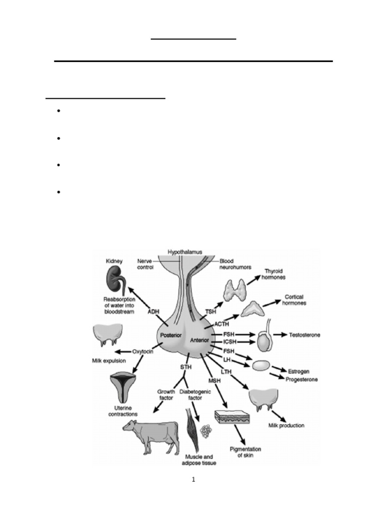 4 - Endocrine and Reproductive System Pharmacology | PDF | Luteinizing ...