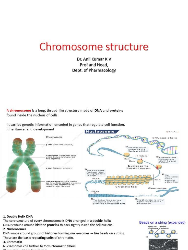 Chromosome Structure (1) PPT HSJSJSJSJJJSJFFGB | PDF | Chromosome ...