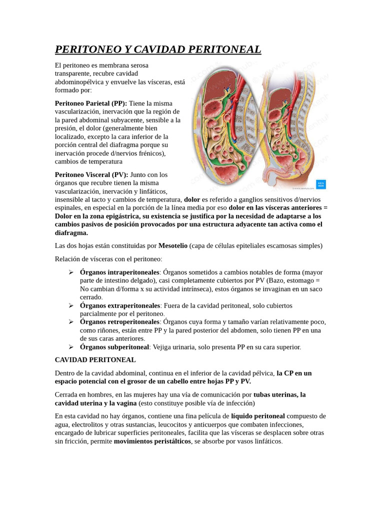 Estructura y Función del Peritoneo | PDF | Abdomen | Estómago