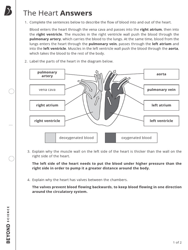 The Heart Worksheet - Answers | PDF | Heart | Circulatory System