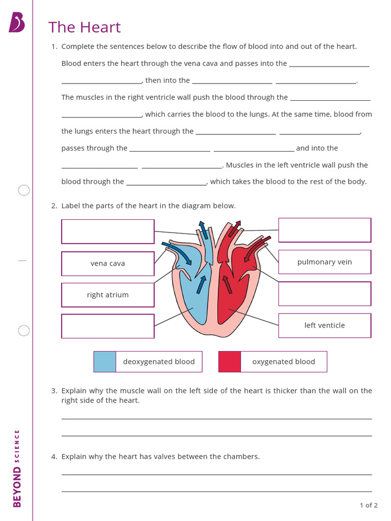 The Heart Worksheet | PDF | Heart | Blood