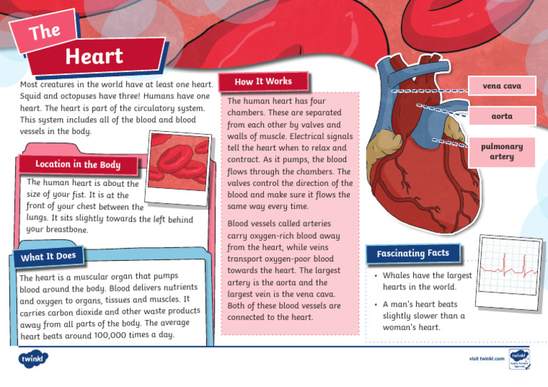 t Sc 1741771361 Human Heart Fact File Ver 2 | PDF | Heart | Vein