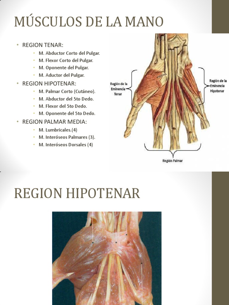 Músculos de La Mano2 | PDF