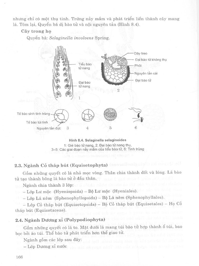 Thuc Vat Duoc Split 6 3903 | PDF