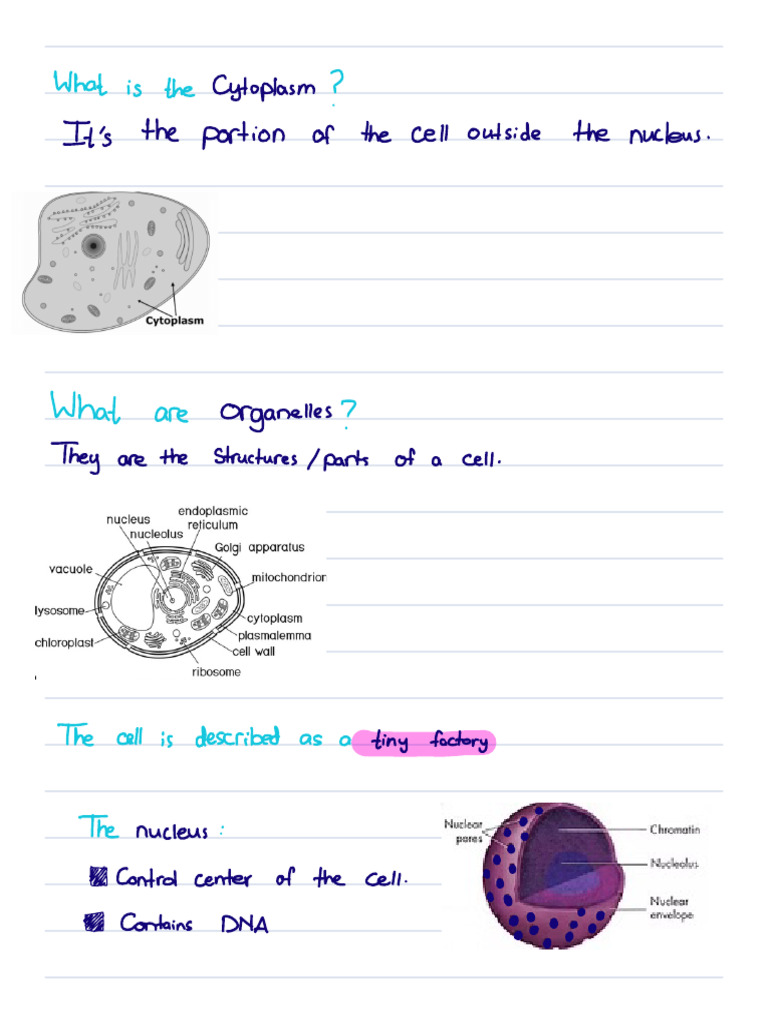 Biology - Cell Structures 2 | PDF