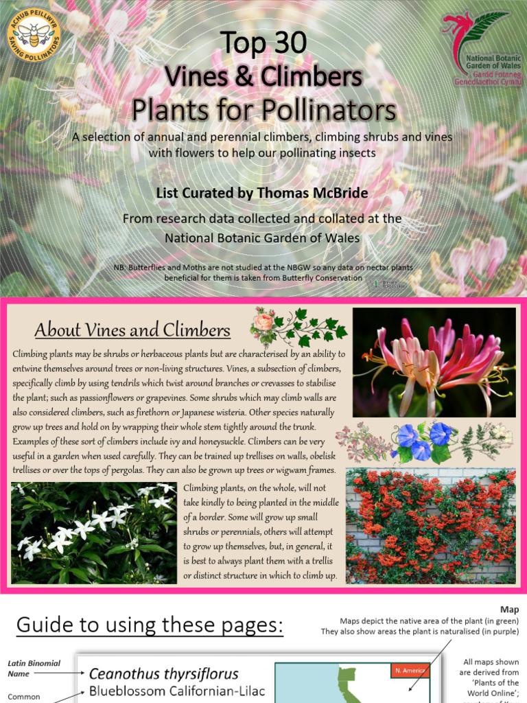Top 30 Vines Climbers For Pollinators 1 | PDF | Plants | Botany