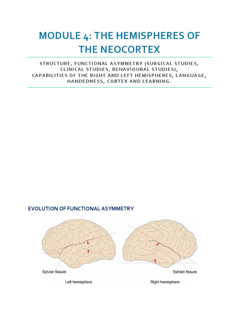 Sem III Module 4 - Hemispheres of The Neocortex | PDF | Lateralization ...