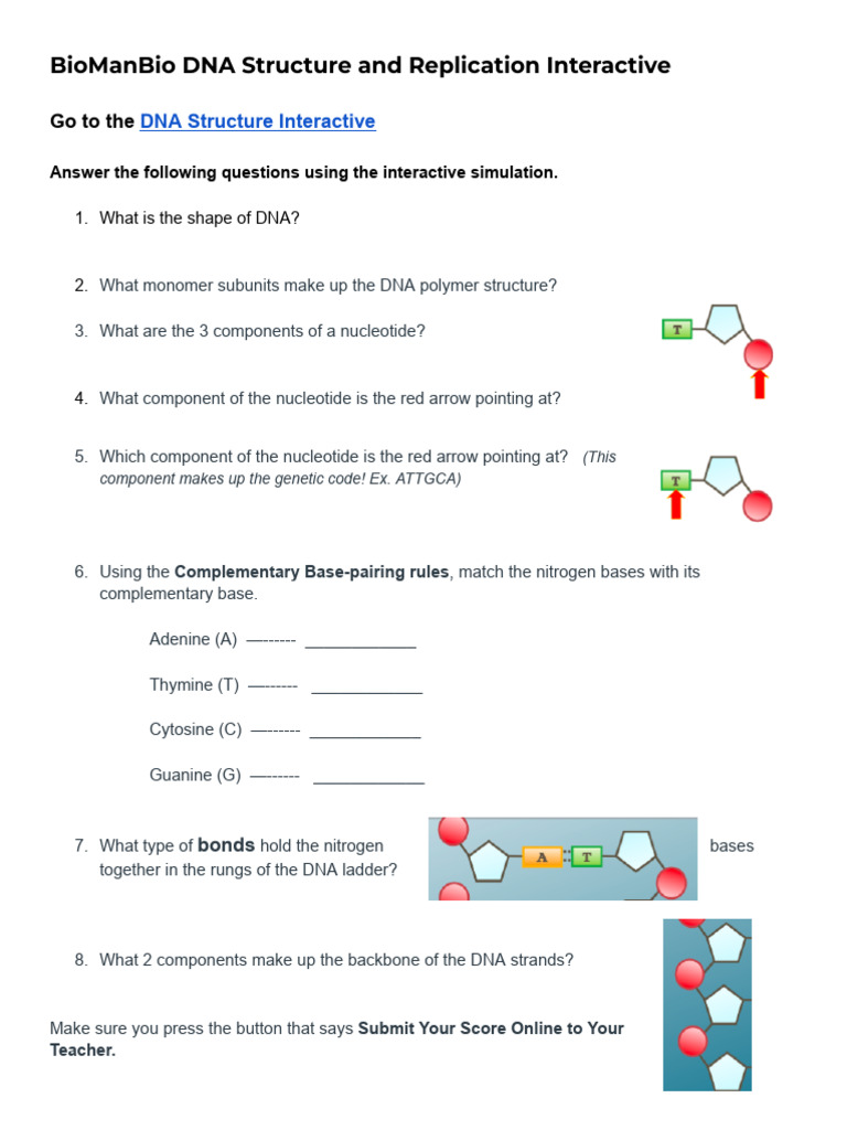 BioManBio DNA Structure and Replication Interactive | PDF | Dna ...