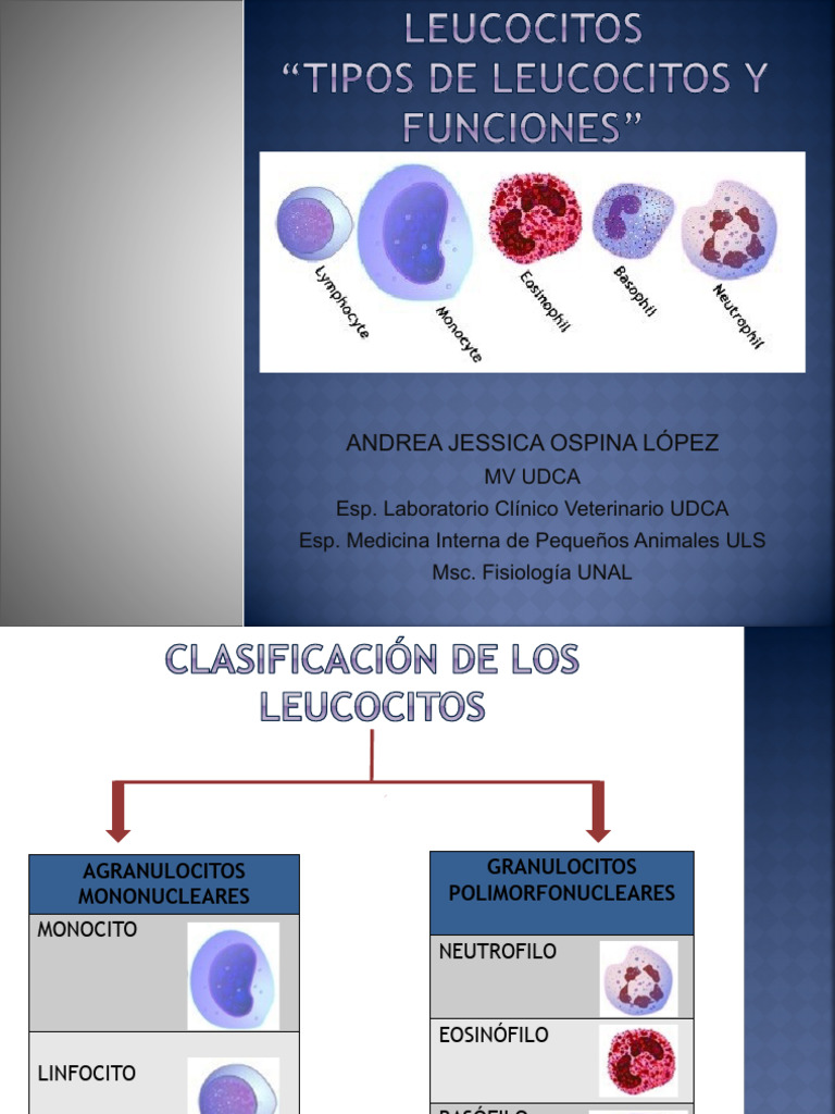 Clasificacion y Funcion de Los Leucocitos Final 2 | PDF | Leucocito ...