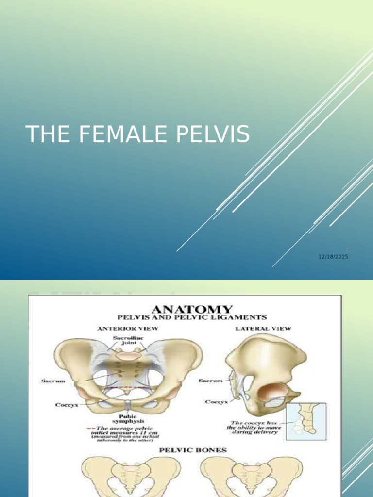 Lecture 2, Anatomy of Pelvis | PDF | Pelvis | Musculoskeletal System