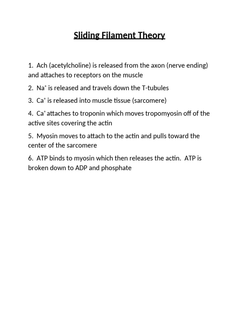 Understanding Sliding Filament Theory | PDF