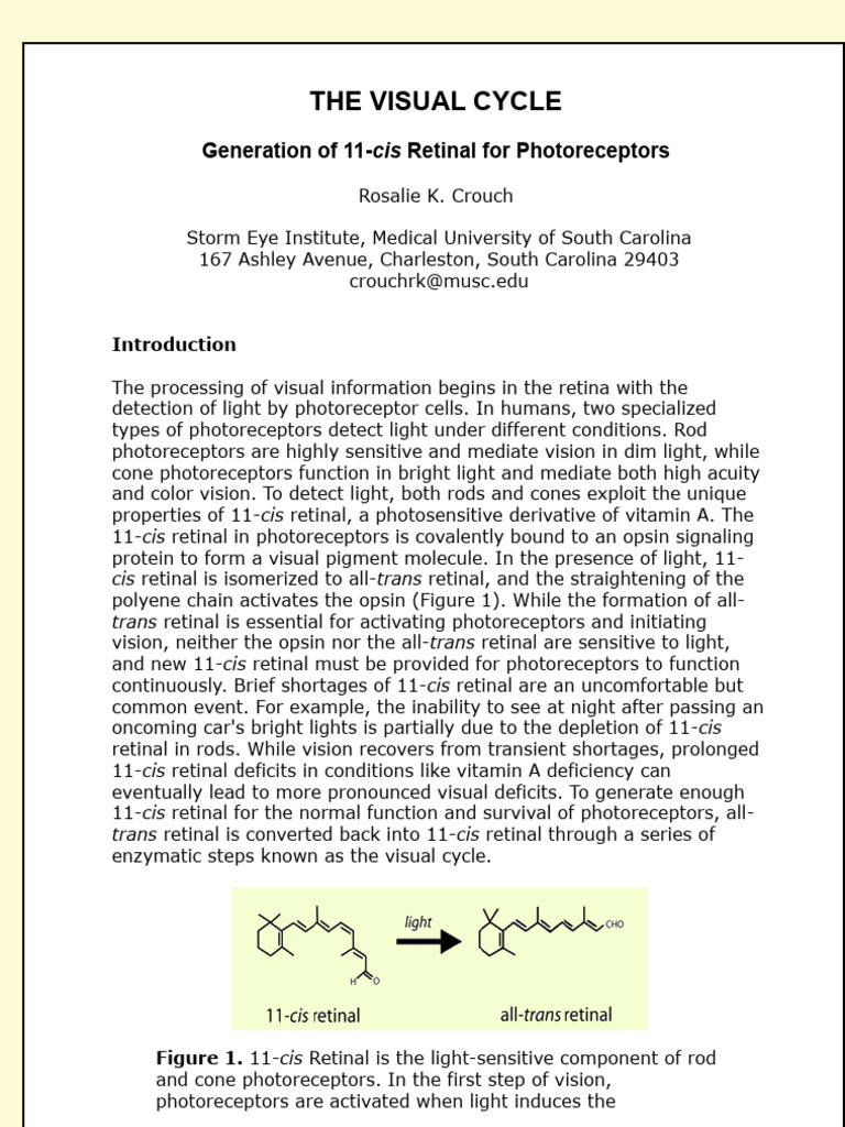 Visual Cycle: 11-cis Retinal Regeneration | PDF | Retinal | Retina