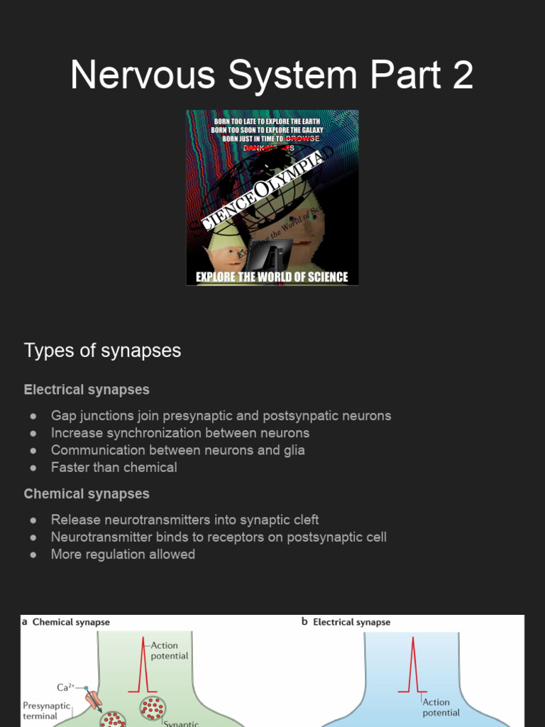 Types of Synapses in the Nervous System | PDF | Synapse | Neurotransmitter