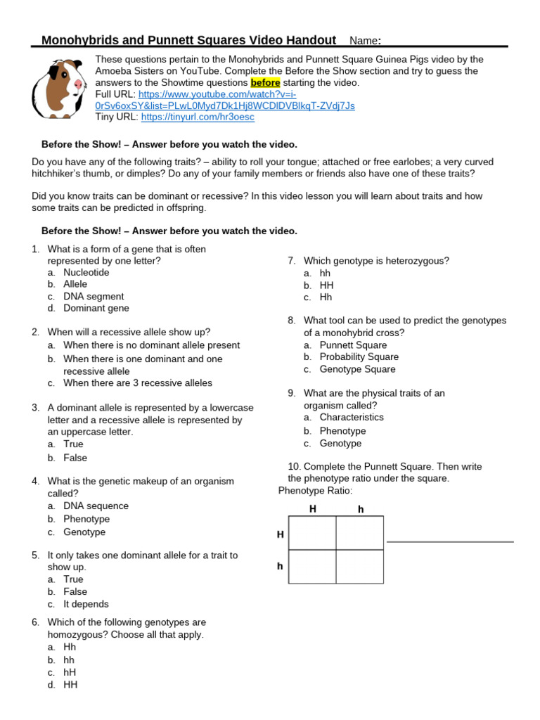 Amoeba Sisters Monohybrid Worksheet | PDF | Genotype | Dominance (Genetics)
