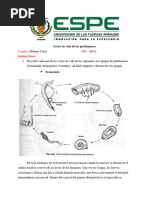 Ciclos de vida de parásitos monoxenos y heteroxenos | PDF | Parasitismo ...