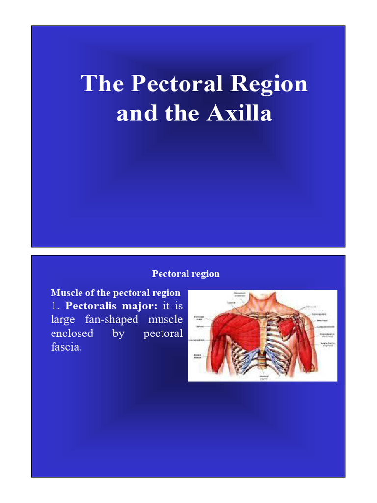 Anatomy of the Pectoral Region and Axilla | PDF | Thorax | Arm