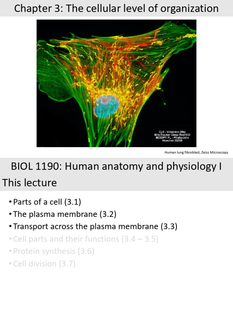 Chapter 3 - Cellular Level of Organization | PDF | Cell Membrane ...