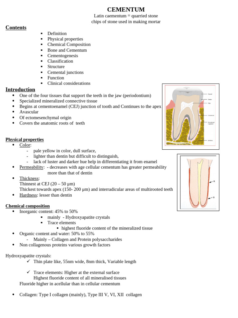 Understanding Cementum: Properties & Types | PDF | Human Tooth | Anatomy