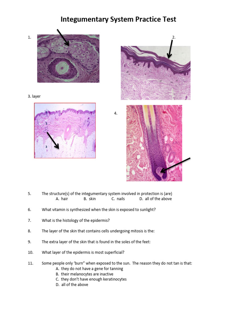 Integumentary System Practice Test | PDF | Integumentary System | Skin