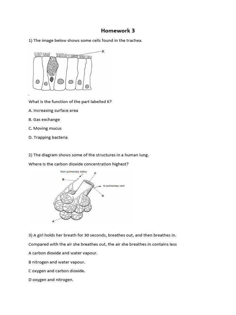 Homework 3 - Structures of Respiratory System | PDF