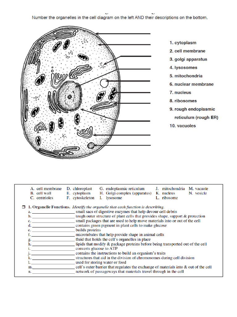 Cells - Revision | PDF | Cell (Biology) | Organelle