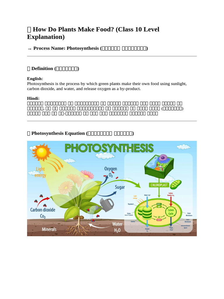 ? How Do Plants Make Food | PDF