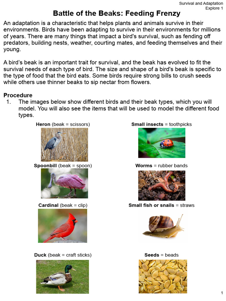 Bird Beak Adaptation Activity Guide | PDF | Birds | Beak