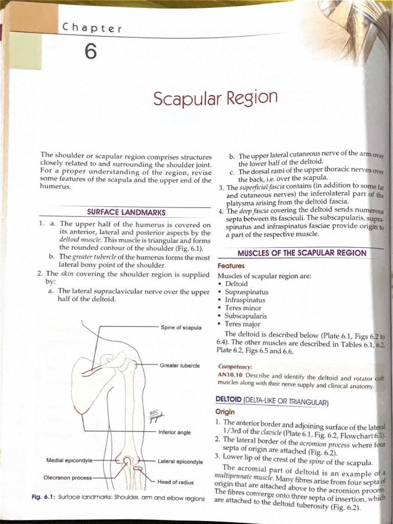 Scapular Region | PDF