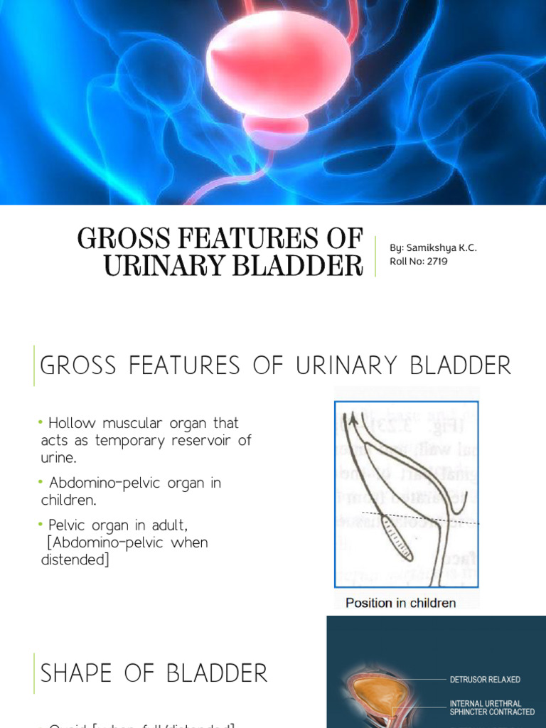 Gross and Histology of Urinary Bladder | PDF