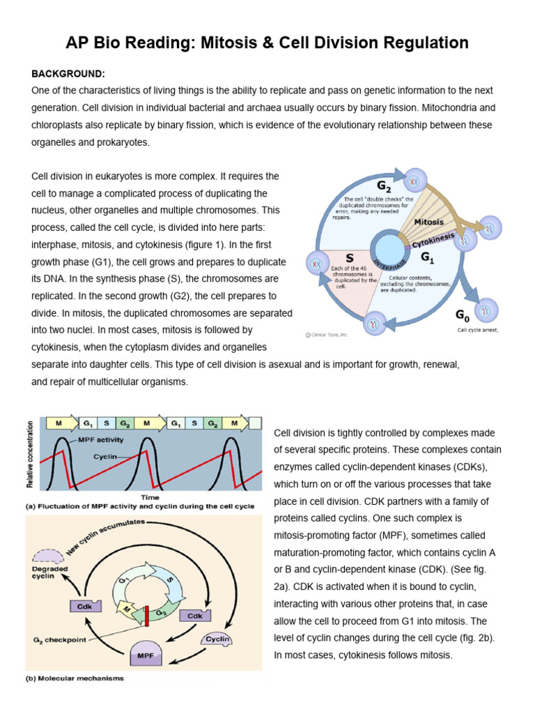 Mitosis & Cell Division Regulation Reading (AP Bio Regulation) | PDF ...