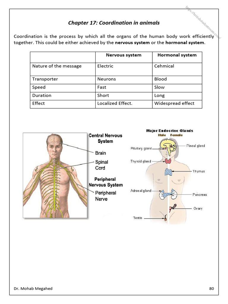 Coordination (Nervous System) | PDF | Neuron | Central Nervous System