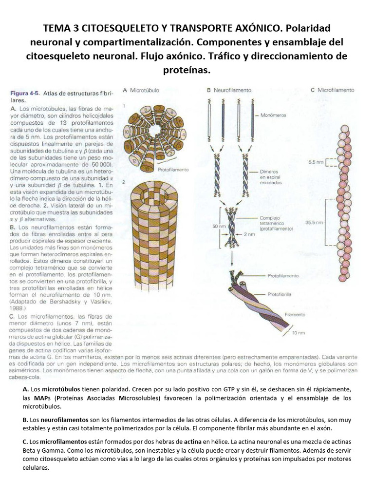 Citoesqueleto y Transporte Axónico Neuronal | PDF | Microtúbulos | Axon