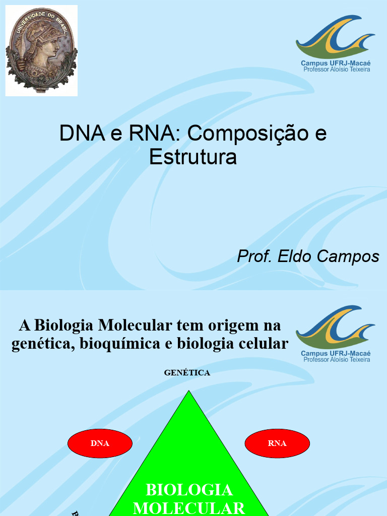 Estrutura e Função do DNA e RNA | PDF | RNA | DNA