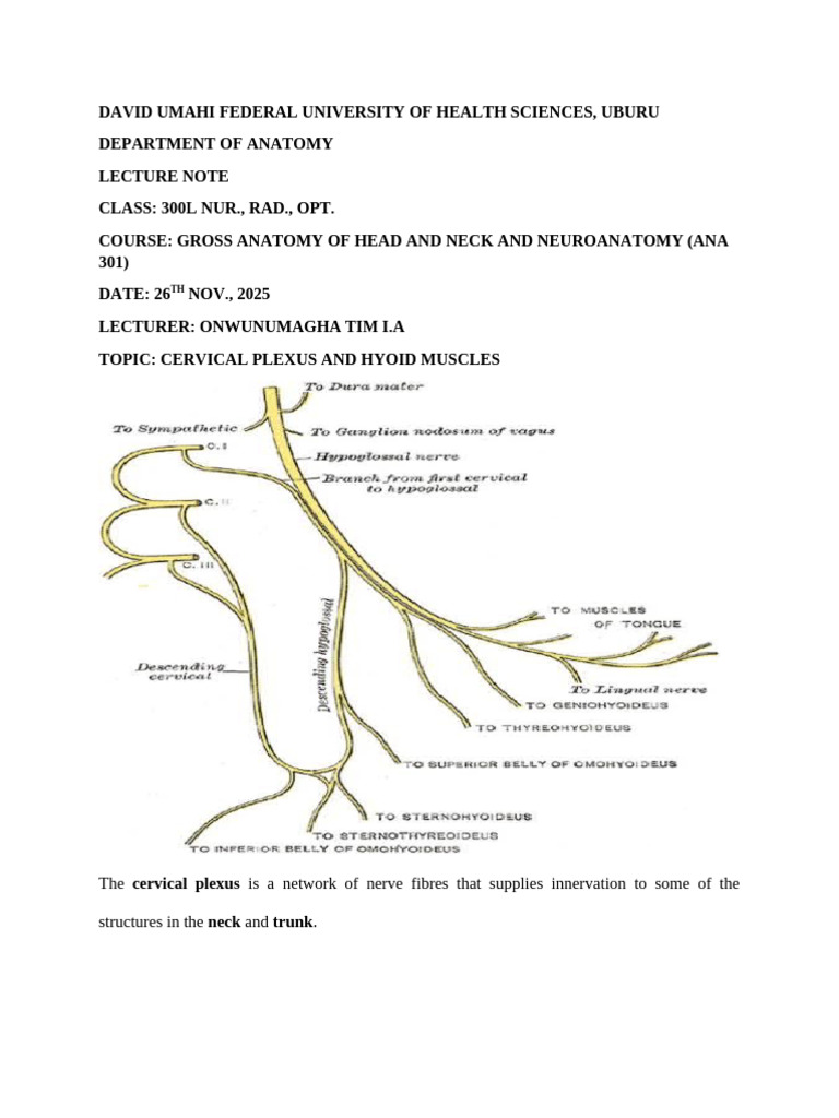 Cervical Plexus and Hyoid Muscles-2 | PDF | Neck | Human Anatomy