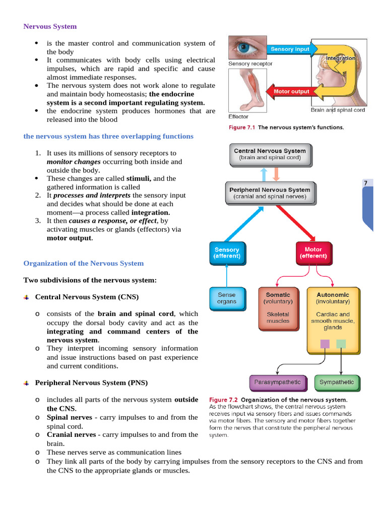 Overview of the Nervous System Functions | PDF | Nervous System | Motor ...