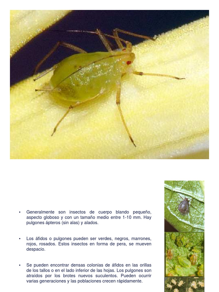 Efectos de los áfidos en la rizosfera | PDF | Insectos | Botánica