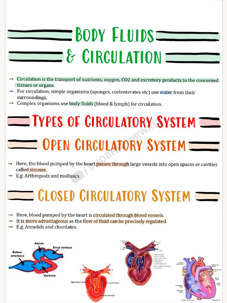 Body Fluids and Circulation | PDF