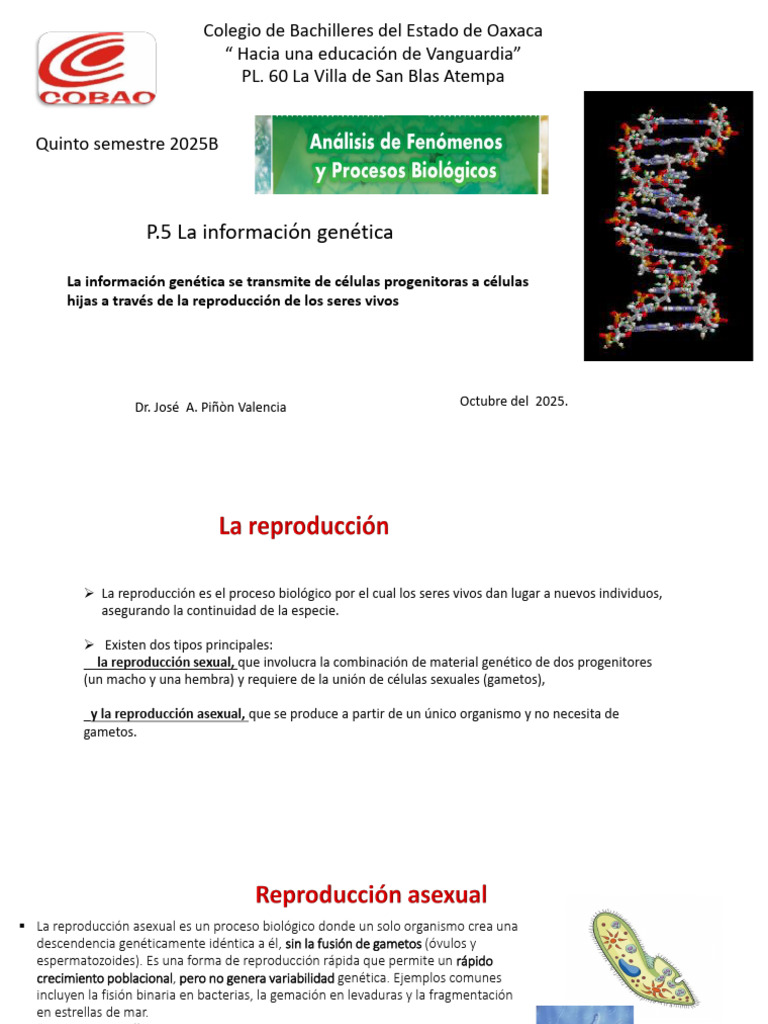 P5 - La Inf Genetica - Analisis de FyPB - 5to S-2025B - PL 60 - Jose A Piñon V | PDF | Mitosis ...