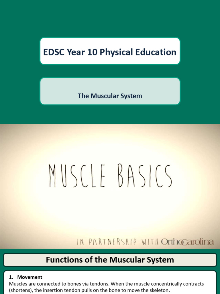 Powerpoint - Muscular System | PDF | Skeletal Muscle | Anatomical Terms ...