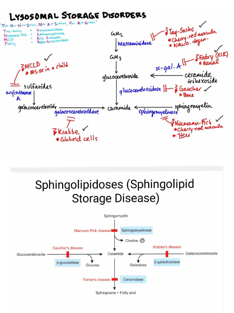 Lipid Storage Disorders | PDF