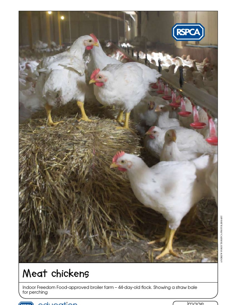 Broiler Chickens | PDF | Wellness