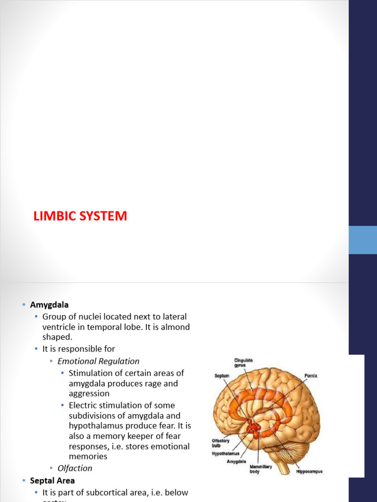 Unit 3 - Lecture 4.Pptx (1) | PDF | Cerebral Cortex | Thalamus
