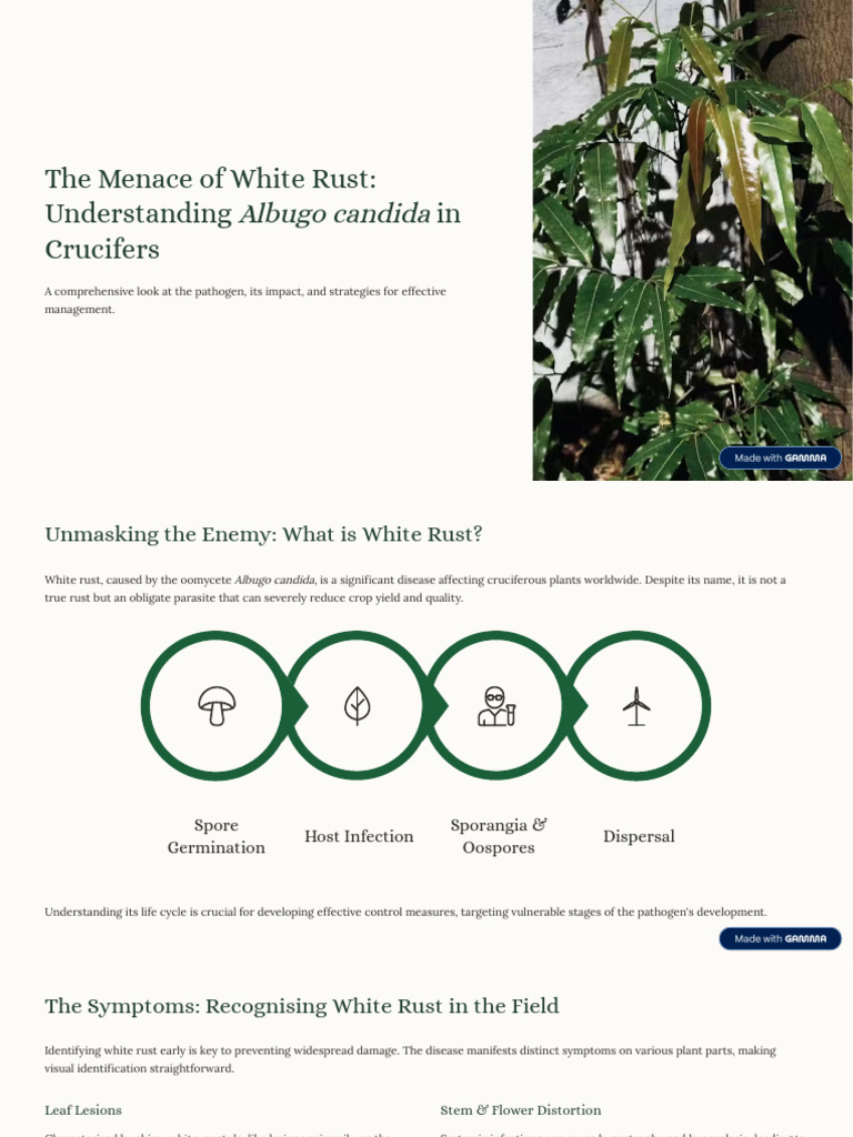 The Menace of White Rust Understanding Albugo Candida in Crucifers ...