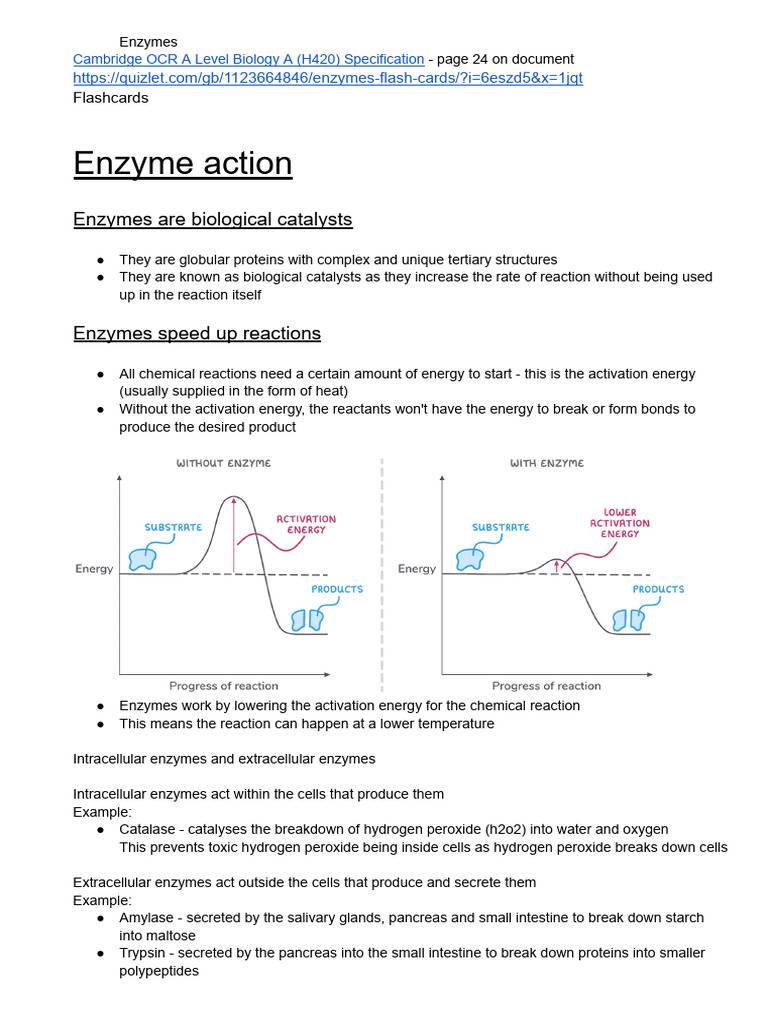 Biology OCR A - Google Docs - Enzymes | PDF | Active Site | Enzyme