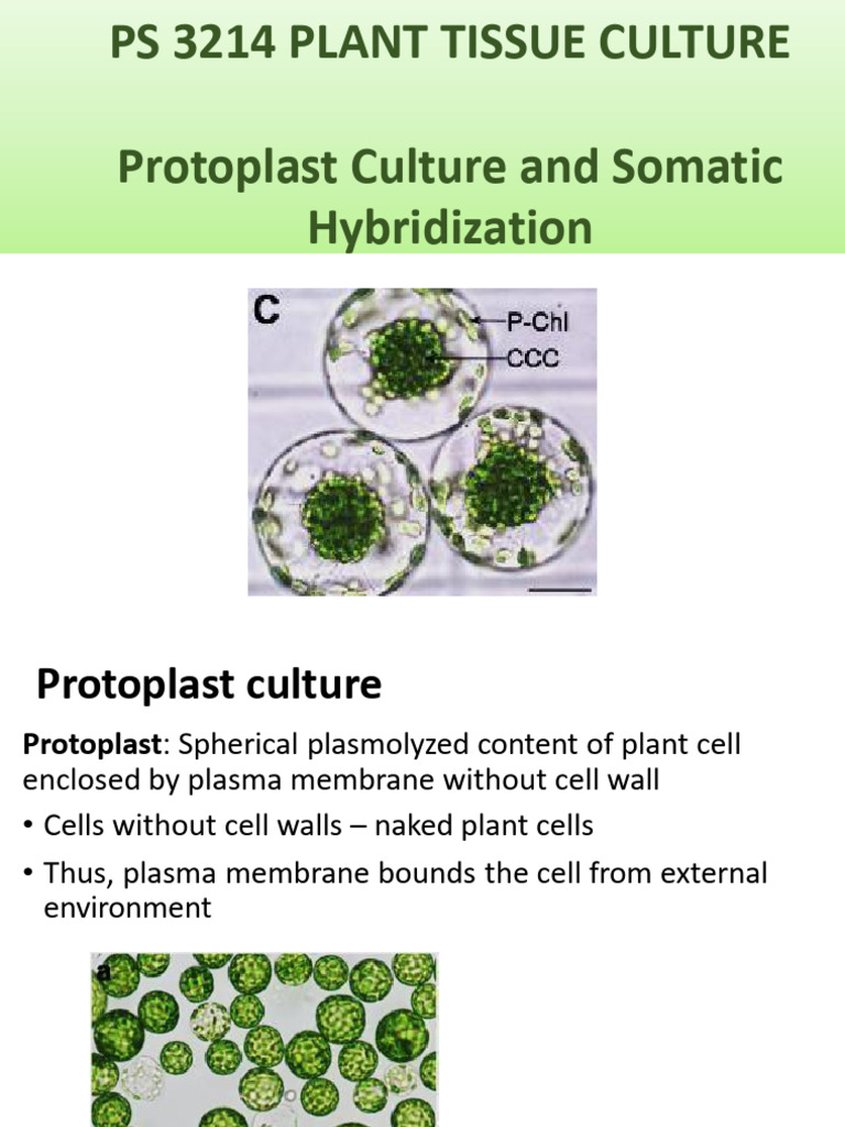 Protoplast Culture Techniques Overview | PDF