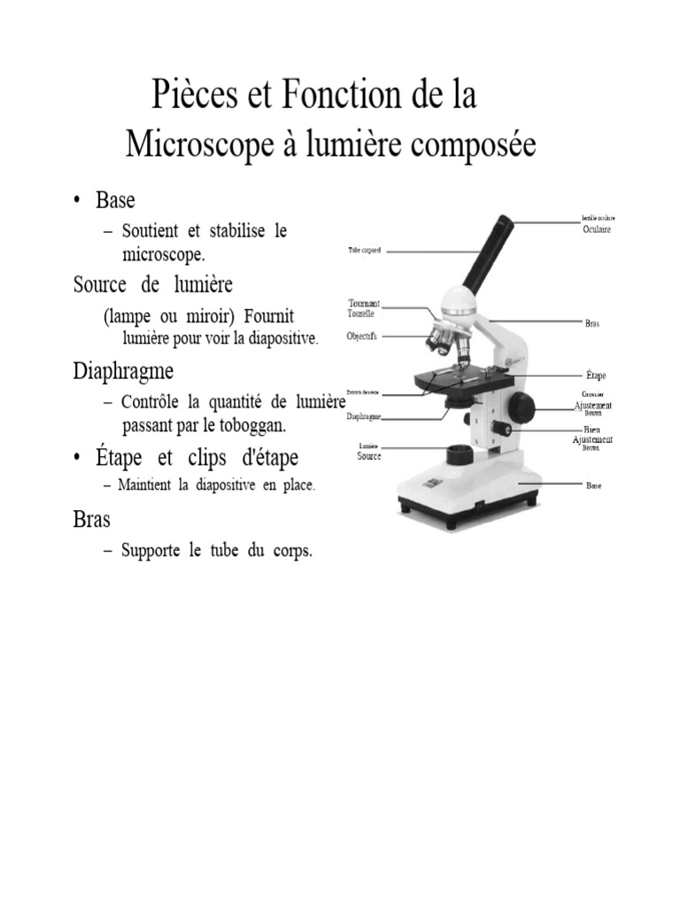 Guide des pièces du microscope optique | PDF | Microscope | Lumière